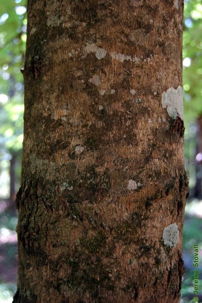 SFA Dendro - Aceraceae Acer floridanum - Florida maple (Lab 01)