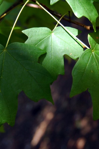 SFA Dendro - Aceraceae Acer floridanum - Florida maple (Lab 01)