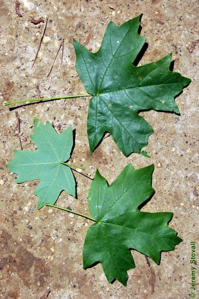 SFA Dendro - Aceraceae Acer floridanum - Florida maple (Lab 01)