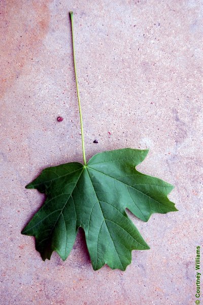 SFA Dendro - Aceraceae Acer floridanum - Florida maple (Lab 01)