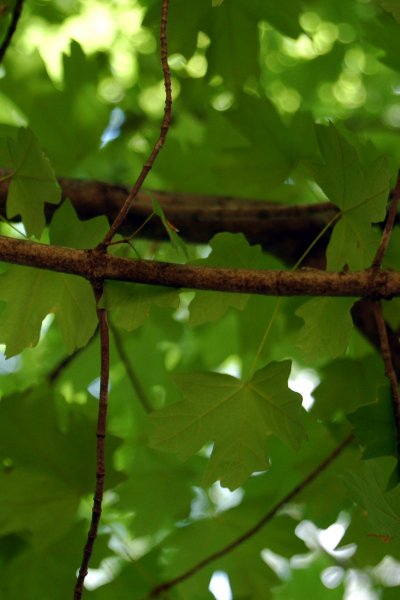 SFA Dendro - Aceraceae Acer floridanum - Florida maple (Lab 01)