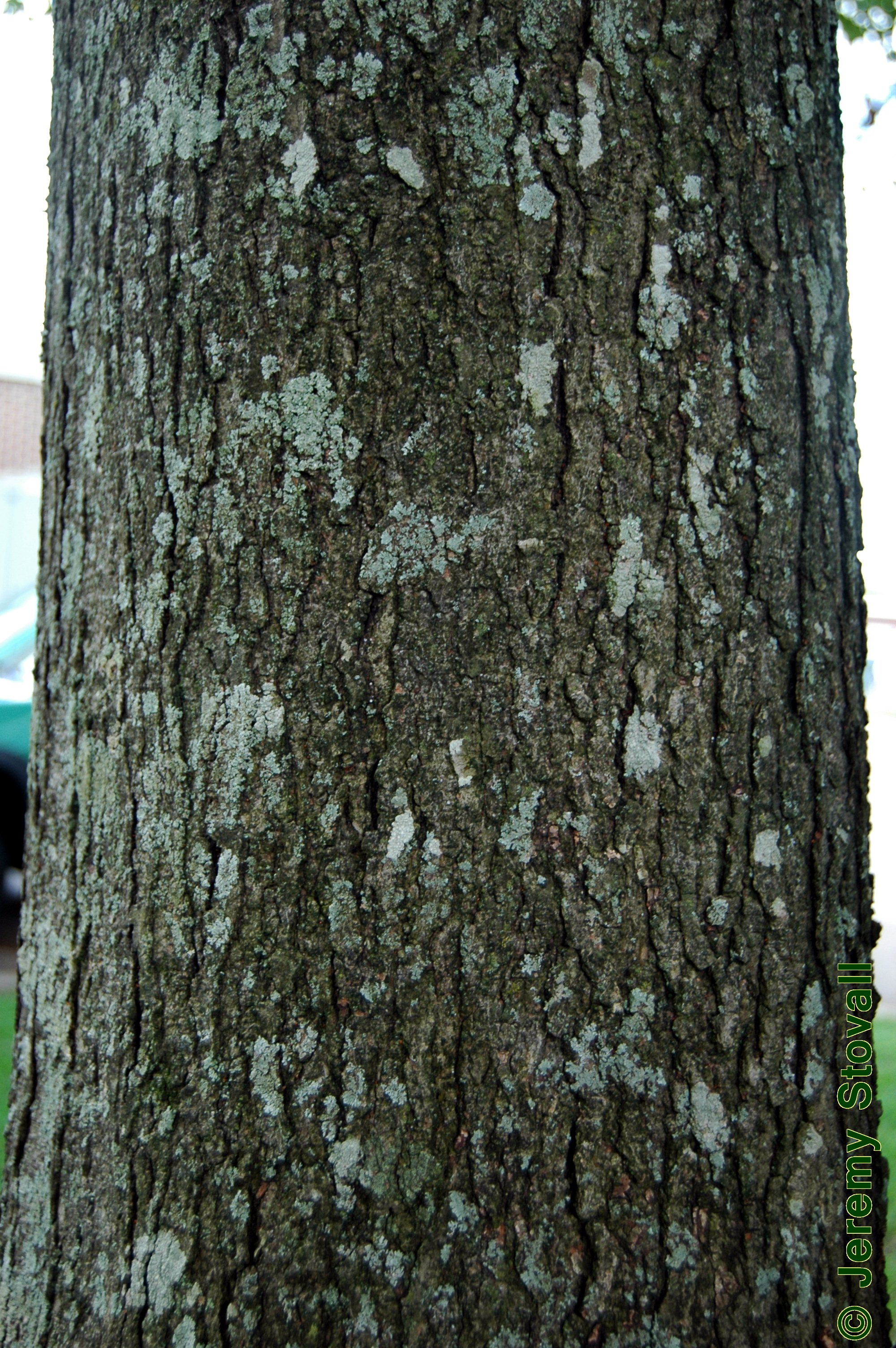 SFA Dendro - Aceraceae Acer rubrum - red maple (Lab 01)