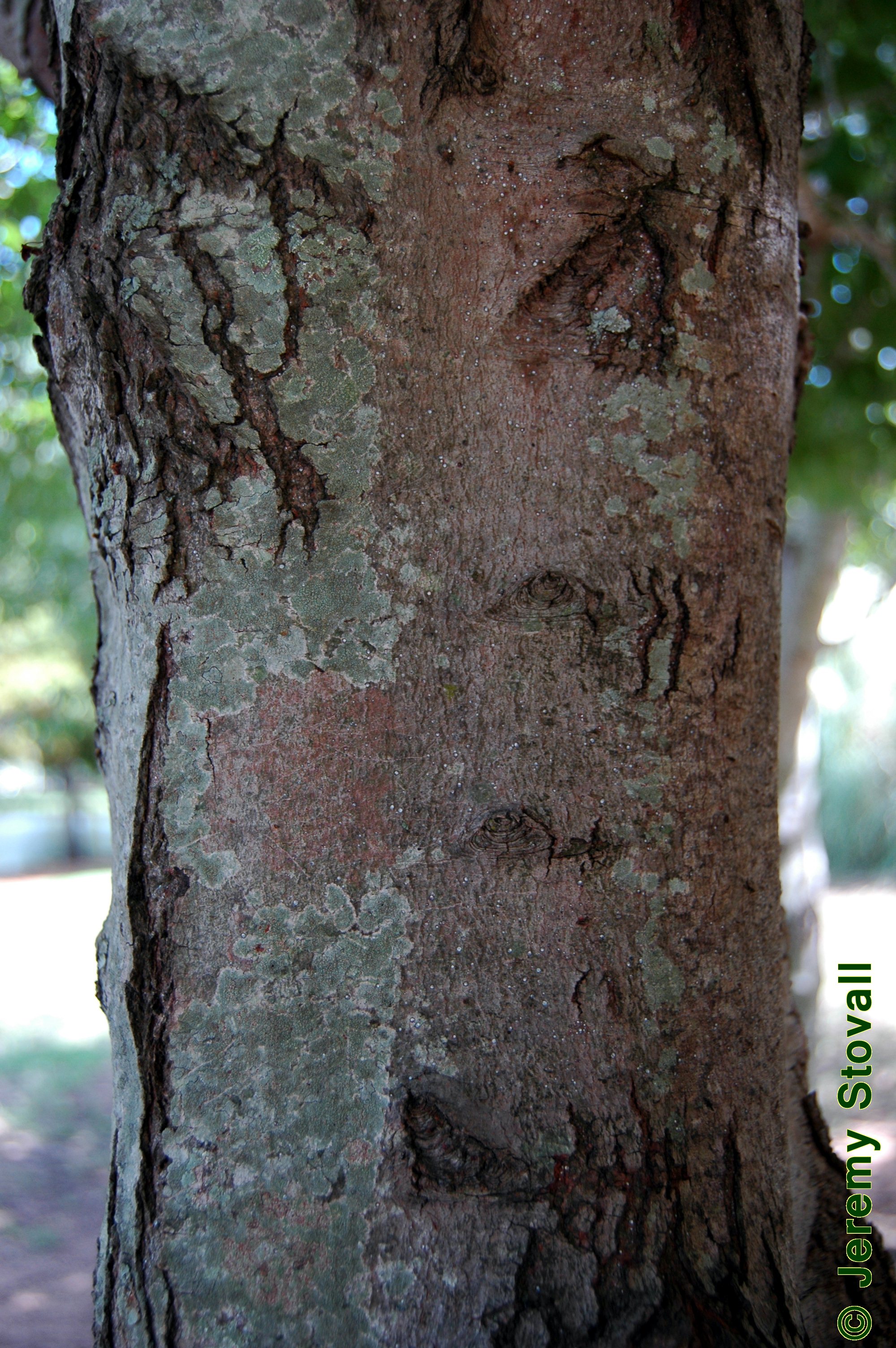 SFA Dendro - Aceraceae Acer rubrum - red maple (Lab 01)