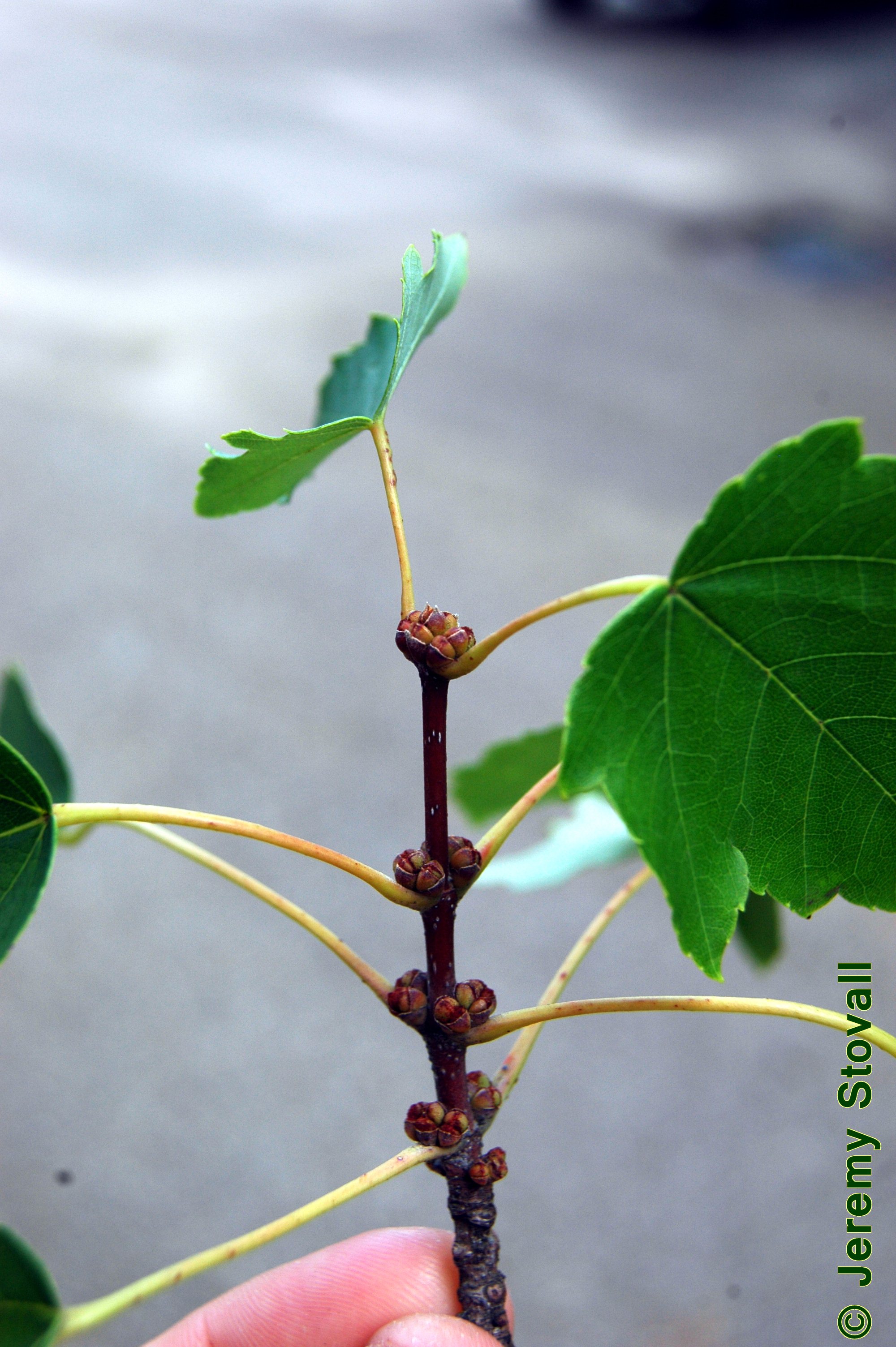SFA Dendro - Aceraceae Acer rubrum - red maple (Lab 01)