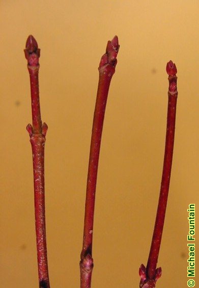 Acer Rubrum Twig