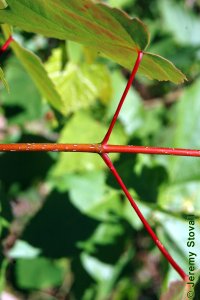 SFA Dendro - Aceraceae Acer rubrum - red maple (Lab 01)