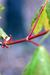 SFA Dendro - Aceraceae Acer rubrum - red maple (Lab 01)