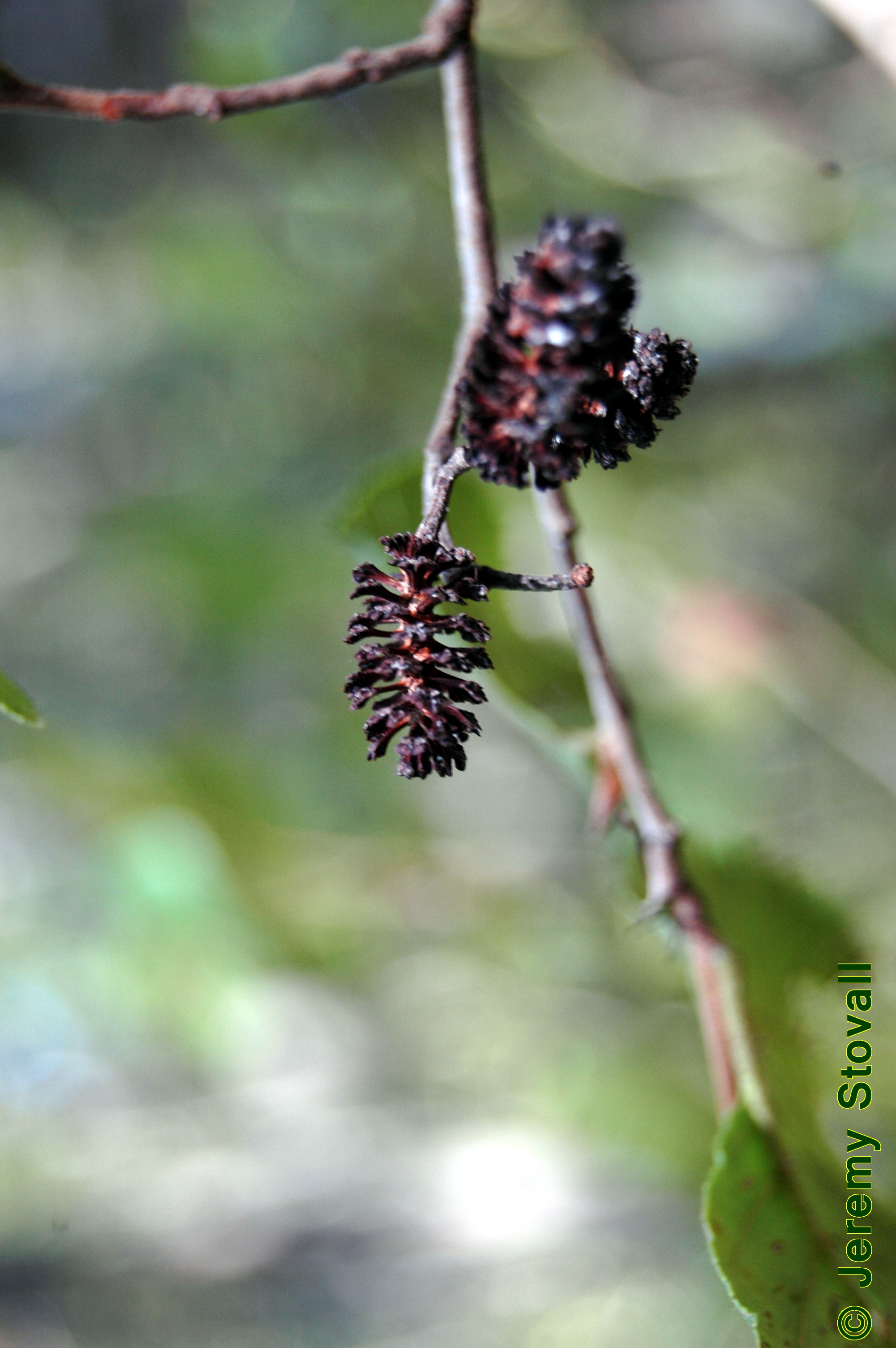 SFA Dendro - Betulaceae Alnus serrulata - hazel alder (Lab 9)