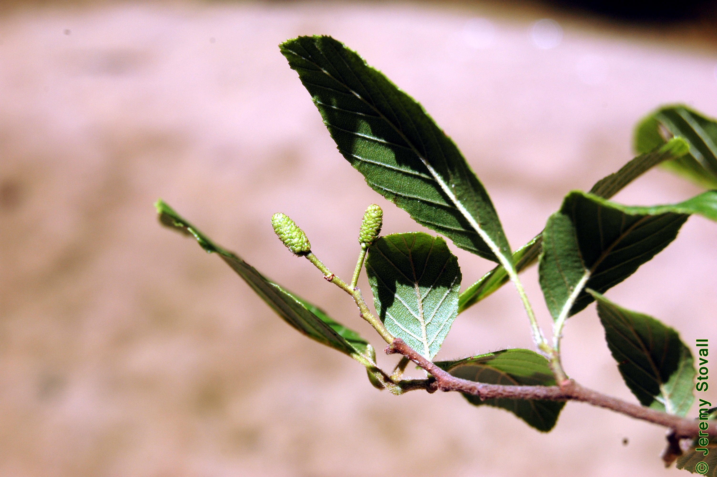 SFA Dendro - Betulaceae Alnus serrulata - hazel alder (Lab 9)