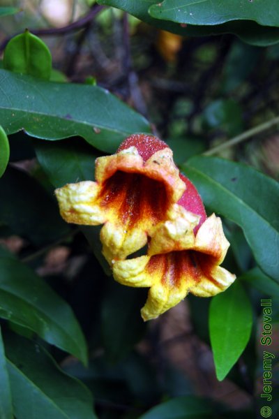 SFA Dendro - Bignoniaceae Bignonia capreolata - crossvine (Lab 3)