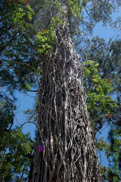 SFA Dendro - Bignoniaceae Campsis radicans - trumpet creeper (Lab 2)
