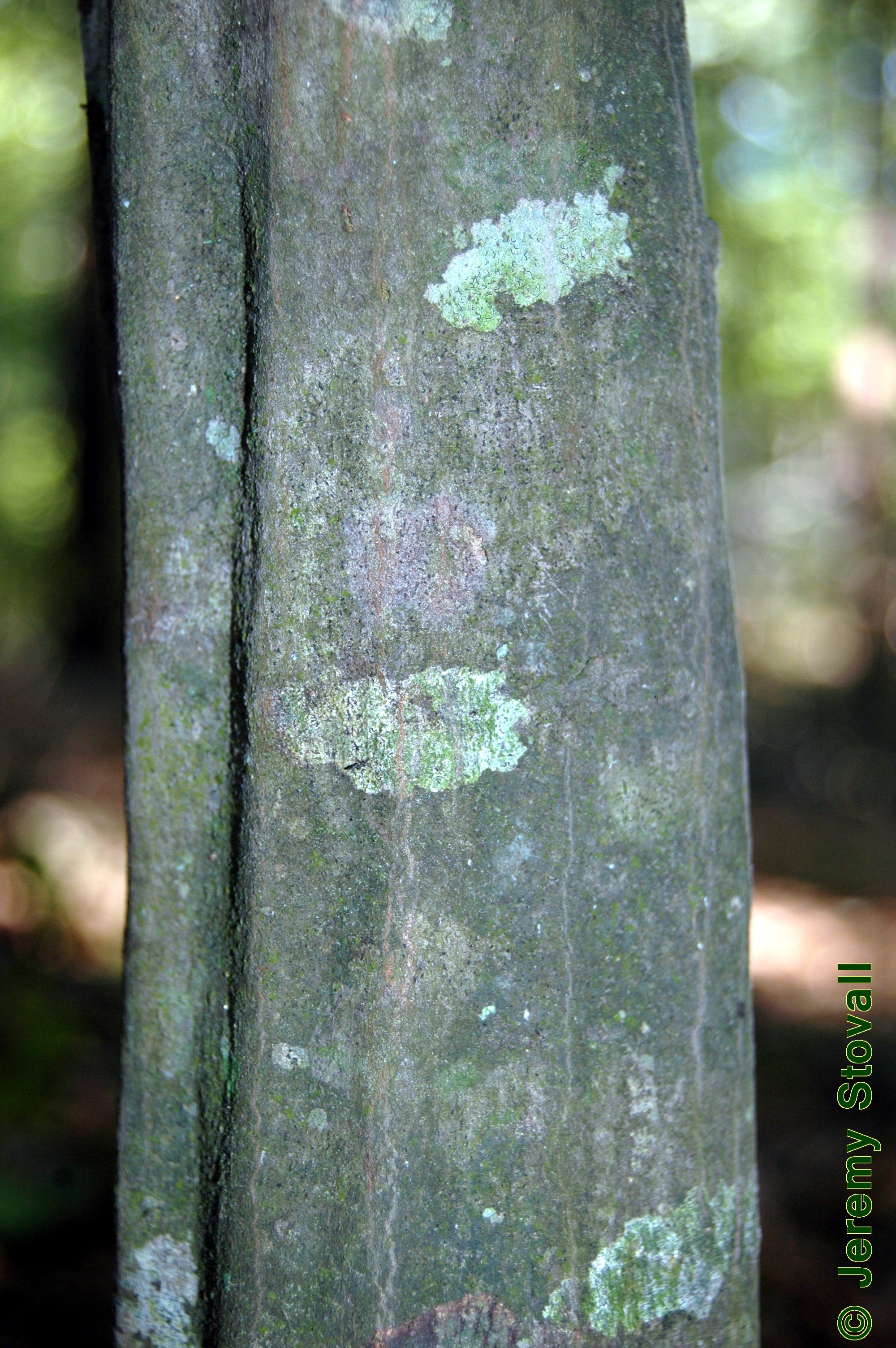 SFA Dendro - Betulaceae Carpinus caroliniana - American hornbeam (Lab 7)