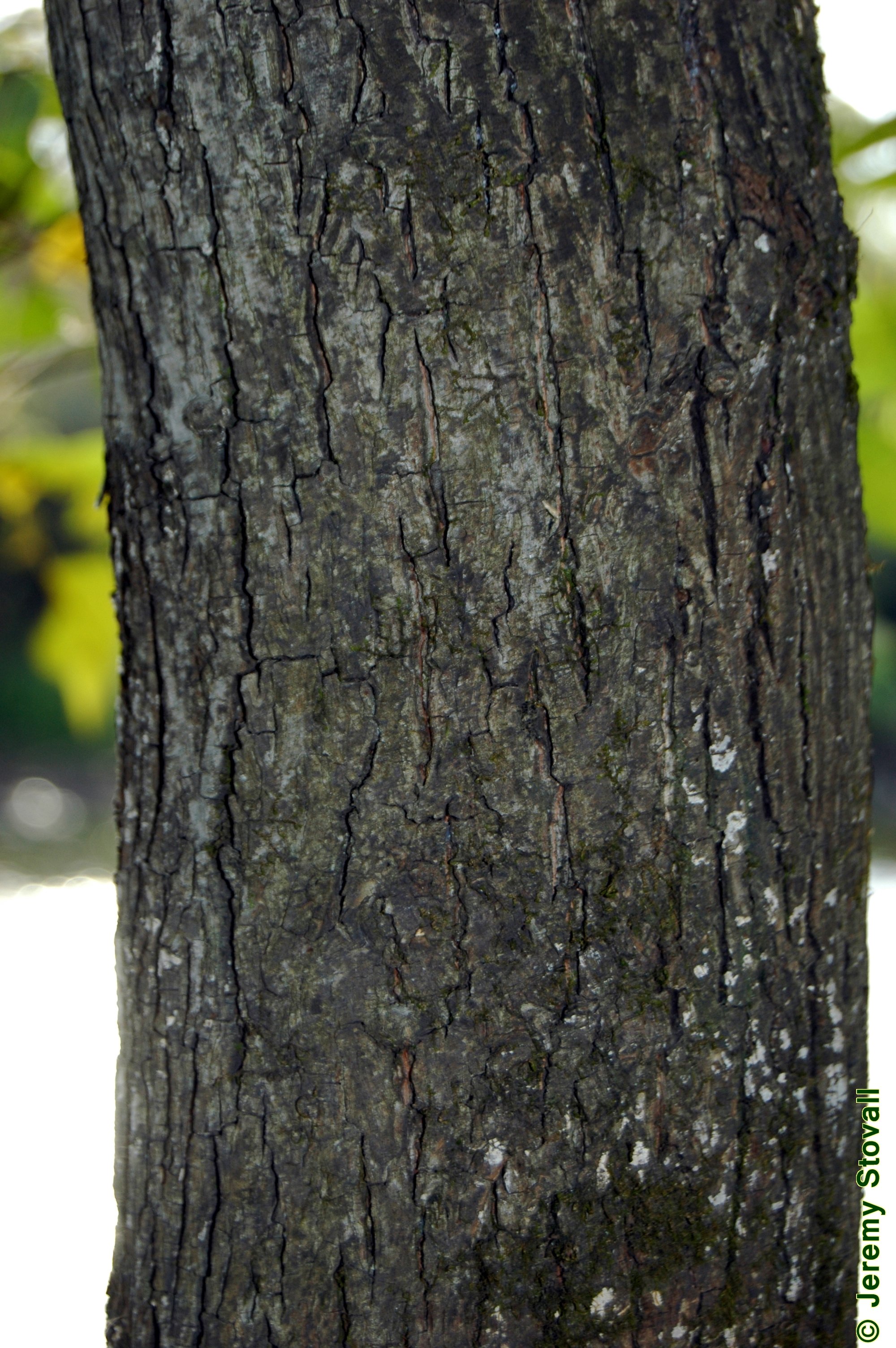 SFA Dendro - Juglandaceae Carya aquatica - water hickory (Lab 10)