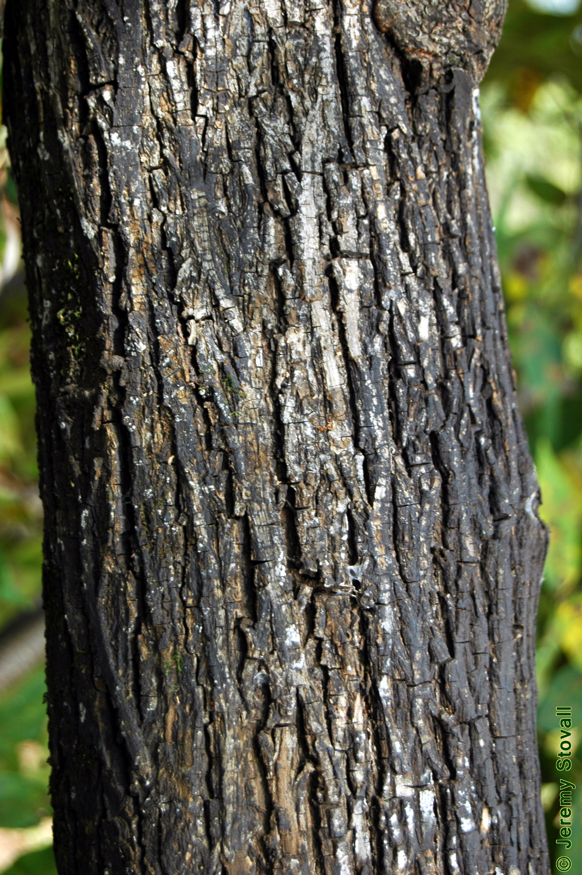 SFA Dendro - Juglandaceae Carya aquatica - water hickory (Lab 10)