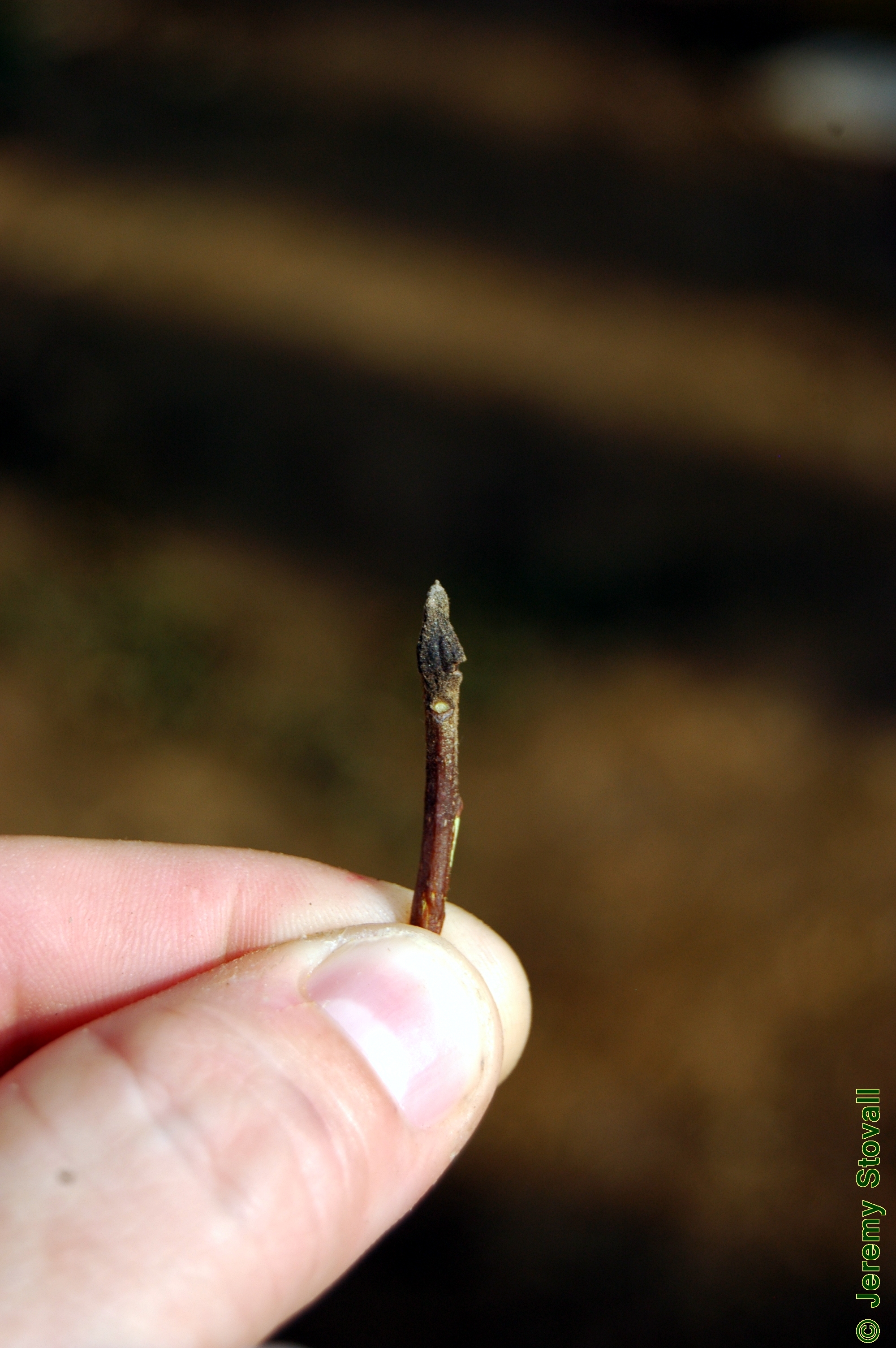 SFA Dendro - Juglandaceae Carya aquatica - water hickory (Lab 10)