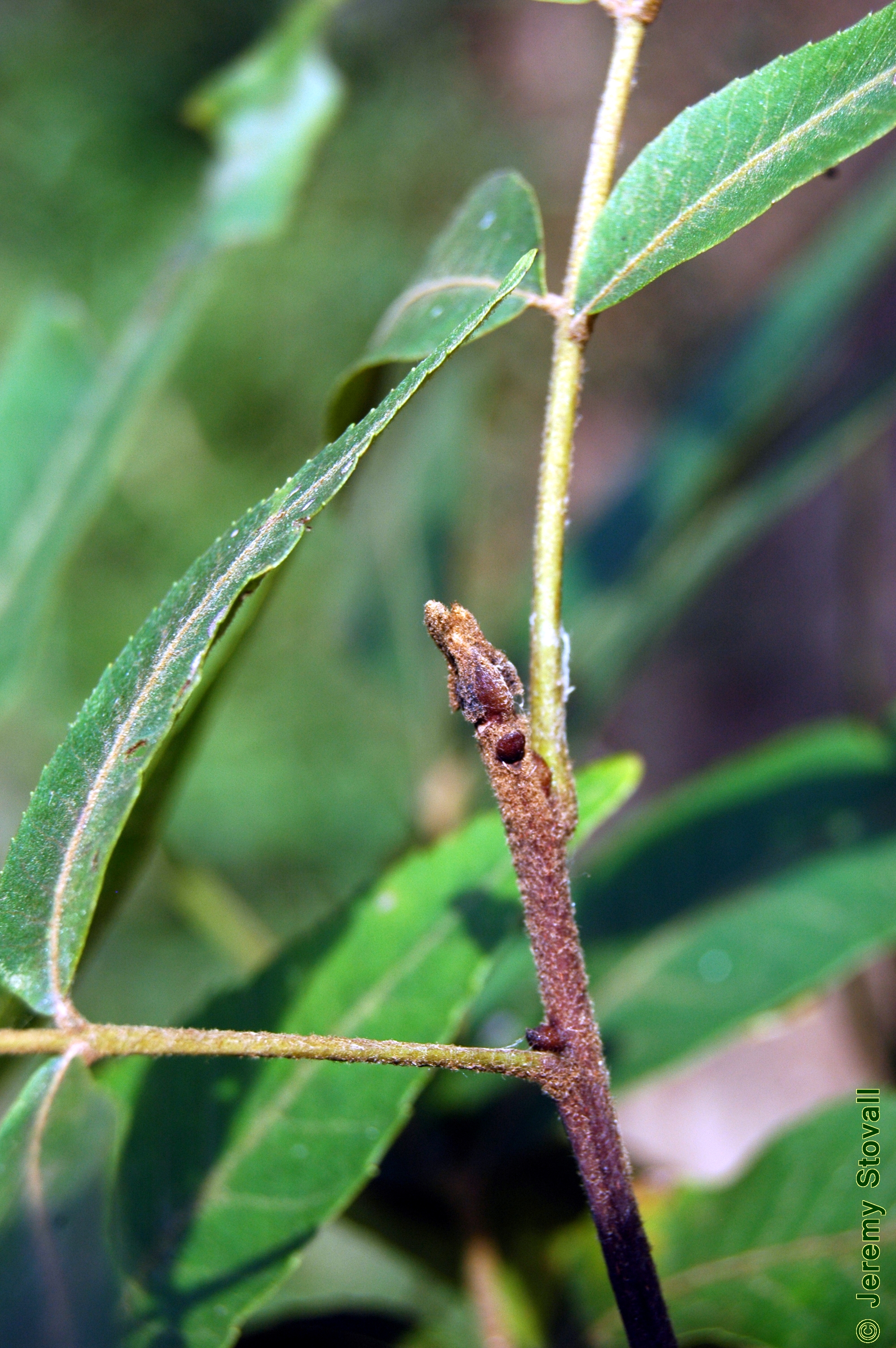 SFA Dendro - Juglandaceae Carya aquatica - water hickory (Lab 10)