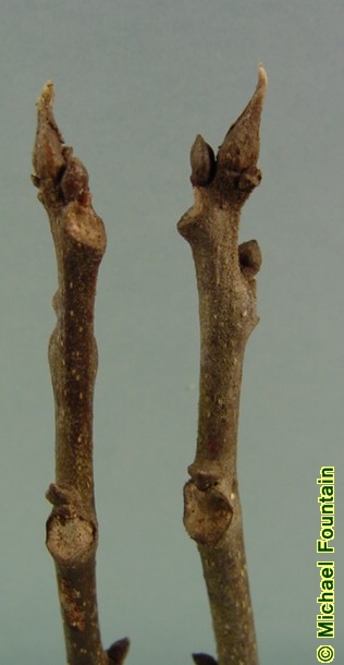 SFA Dendro - Juglandaceae Carya aquatica - water hickory (Lab 10)