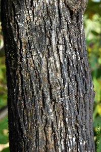 SFA Dendro - Juglandaceae Carya aquatica - water hickory (Lab 10)