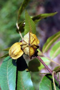 SFA Dendro - Juglandaceae Carya aquatica - water hickory (Lab 10)