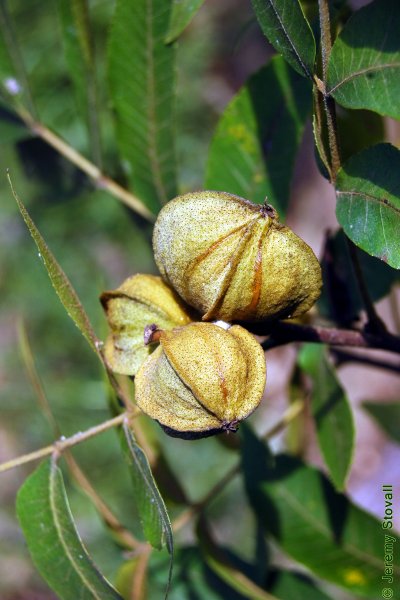 SFA Dendro - Juglandaceae Carya aquatica - water hickory (Lab 10)