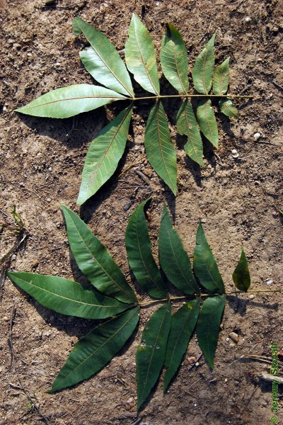 SFA Dendro - Juglandaceae Carya aquatica - water hickory (Lab 10)