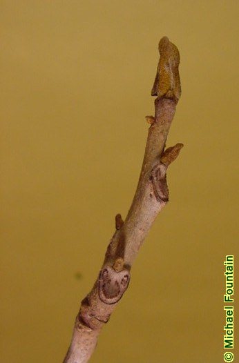 SFA Dendro - Juglandaceae Carya cordiformis - bitternut hickory (Lab 10)