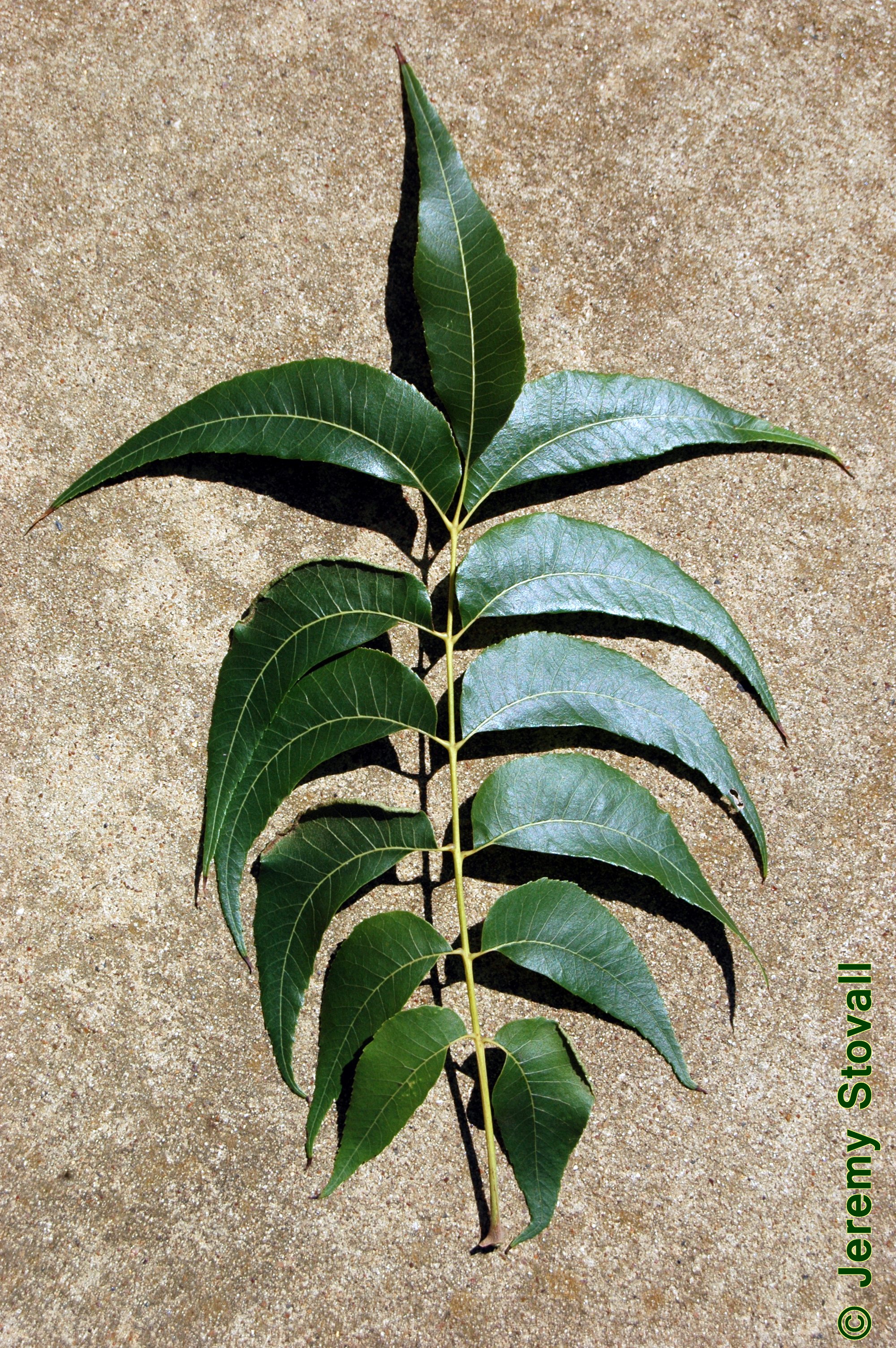 SFA Dendro - Juglandaceae Carya illinoinensis - pecan (Lab 10)