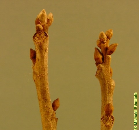 SFA Dendro - Juglandaceae Carya illinoinensis - pecan (Lab 10)