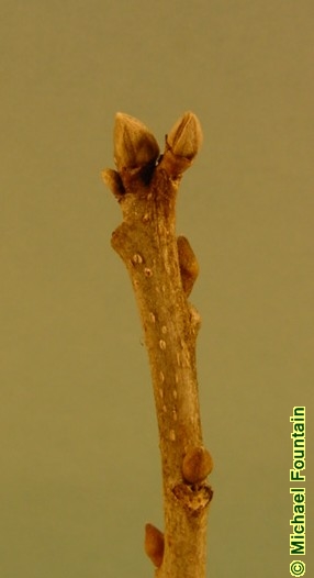 SFA Dendro - Juglandaceae Carya illinoinensis - pecan (Lab 10)