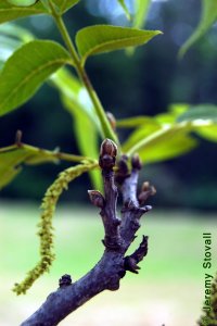 SFA Dendro - Juglandaceae Carya illinoinensis - pecan (Lab 10)