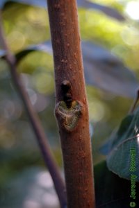 SFA Dendro - Juglandaceae Carya illinoinensis - pecan (Lab 10)