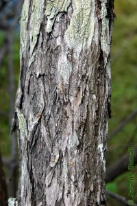 SFA Dendro - Rubiaceae Cephalanthus occidentalis - common buttonbush ...