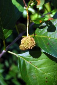 SFA Dendro - Rubiaceae Cephalanthus occidentalis - common buttonbush ...