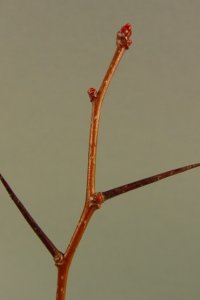 SFA Dendro - Rosaceae Crataegus marshallii - parsley hawthorn