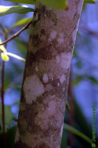 SFA Dendro - Cyrillaceae Cyrilla racemiflora - swamp titi (Lab 10)