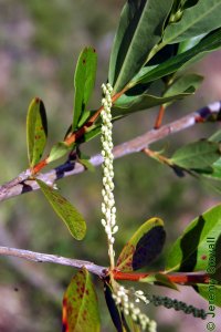 SFA Dendro - Cyrillaceae Cyrilla racemiflora - swamp titi (Lab 10)
