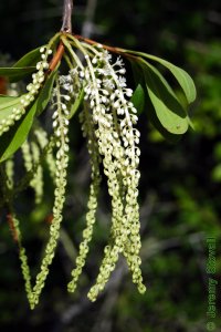 SFA Dendro - Cyrillaceae Cyrilla racemiflora - swamp titi (Lab 10)