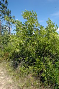SFA Dendro - Cyrillaceae Cyrilla racemiflora - swamp titi (Lab 10)
