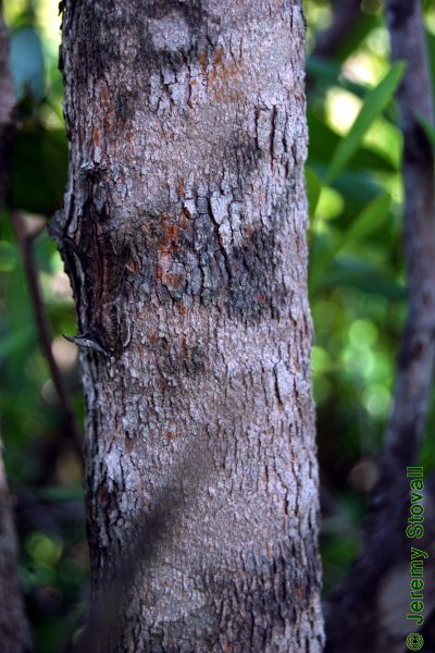 SFA Dendro - Cyrillaceae Cyrilla racemiflora - swamp titi (Lab 10)