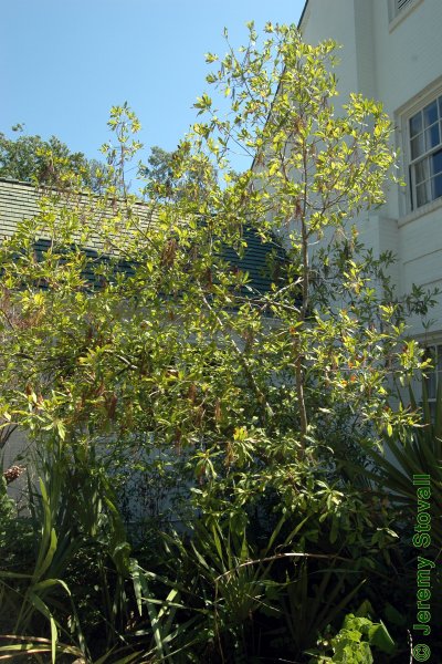 SFA Dendro - Cyrillaceae Cyrilla racemiflora - swamp titi (Lab 10)