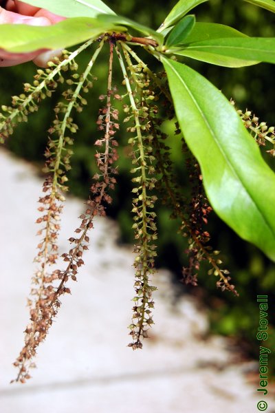 SFA Dendro - Cyrillaceae Cyrilla racemiflora - swamp titi (Lab 10)