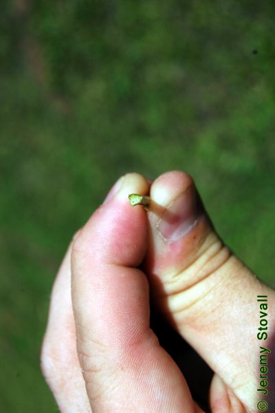 SFA Dendro - Cyrillaceae Cyrilla racemiflora - swamp titi (Lab 10)