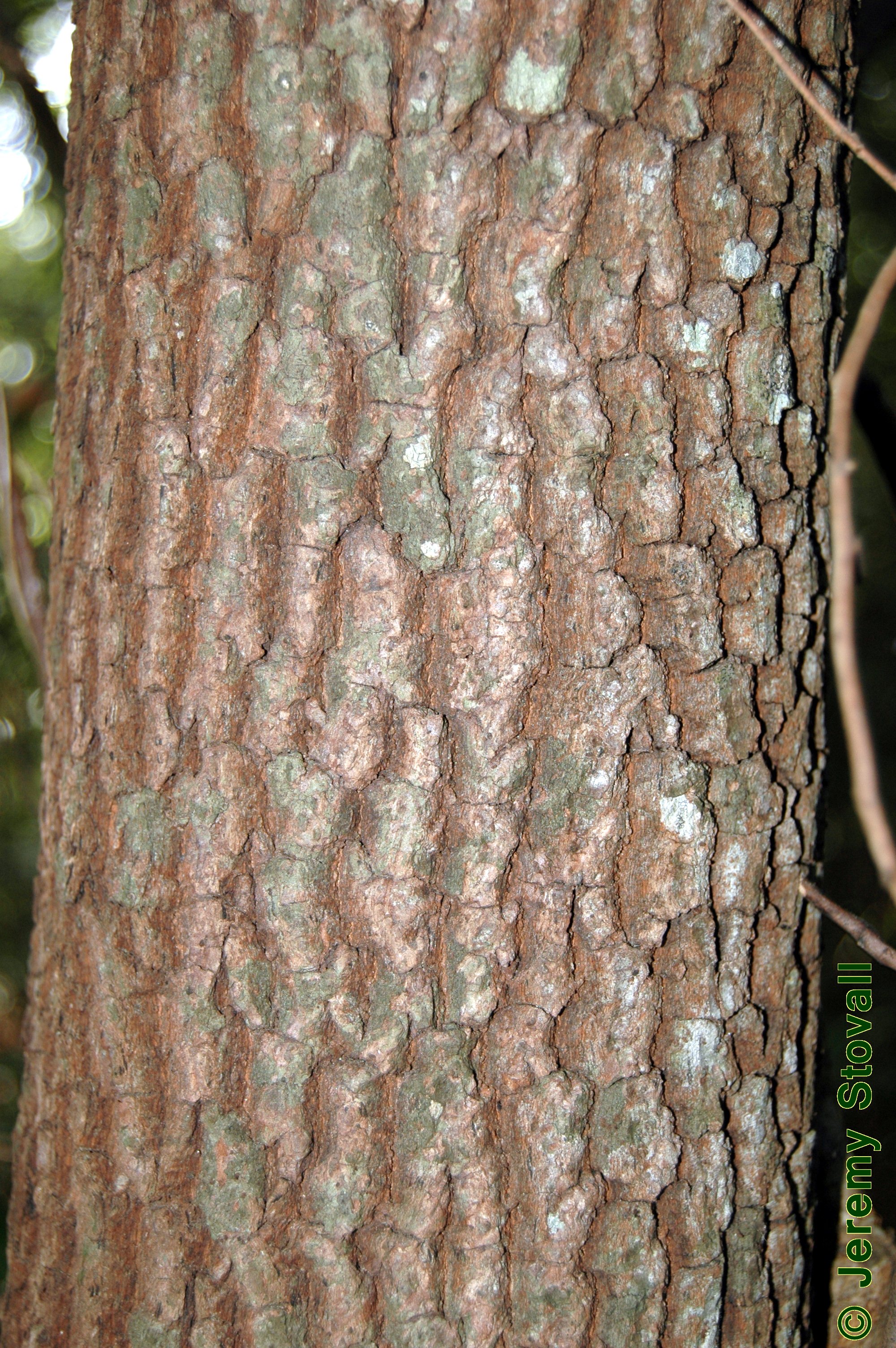 Persimmon Tree Bark Identification