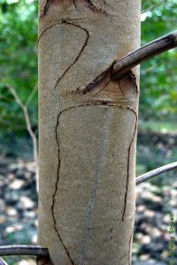 SFA Dendro - Myrtaceae Eucalyptus amplifolia - cabbage gum
