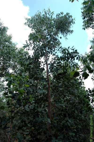 SFA Dendro - Myrtaceae Eucalyptus amplifolia - cabbage gum