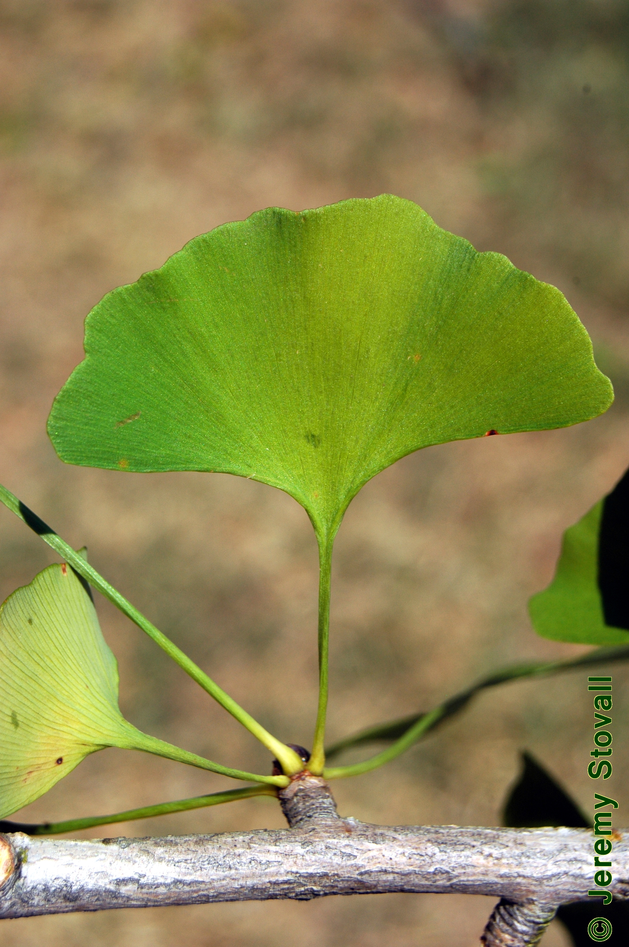 SFA Dendro - Ginkgoaceae Ginkgo biloba - ginkgo