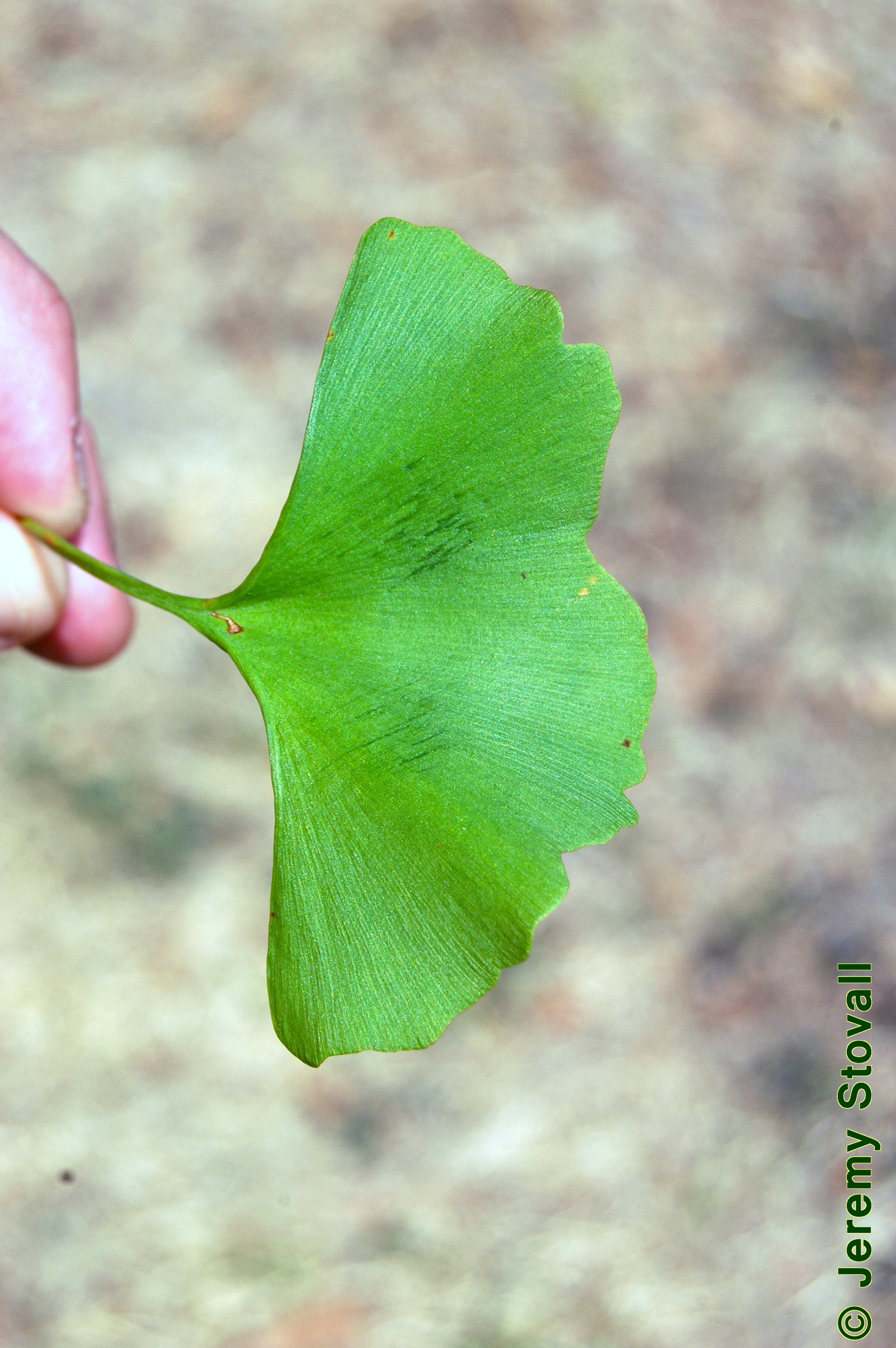 SFA Dendro - Ginkgoaceae Ginkgo biloba - ginkgo