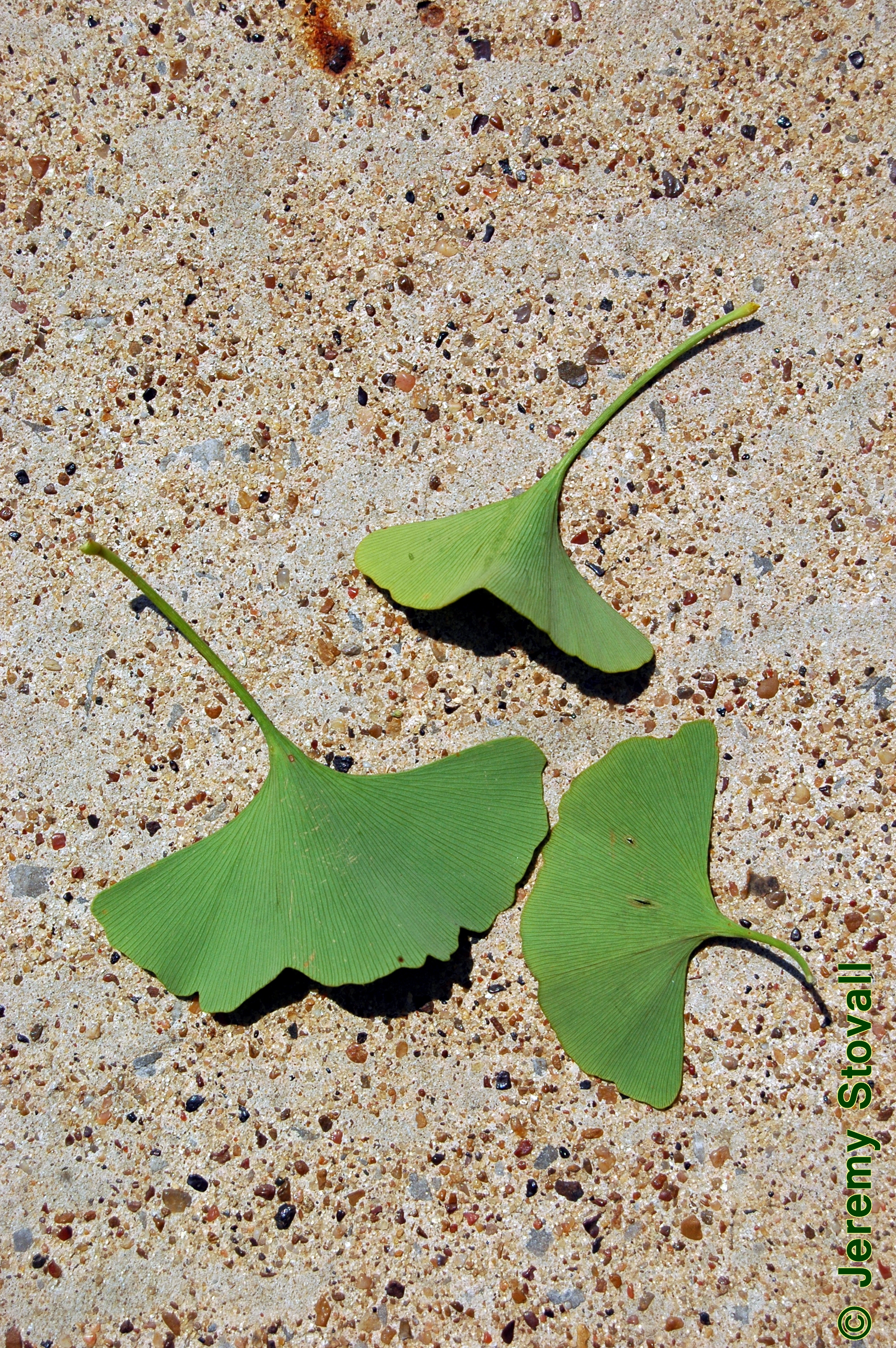 SFA Dendro - Ginkgoaceae Ginkgo biloba - ginkgo