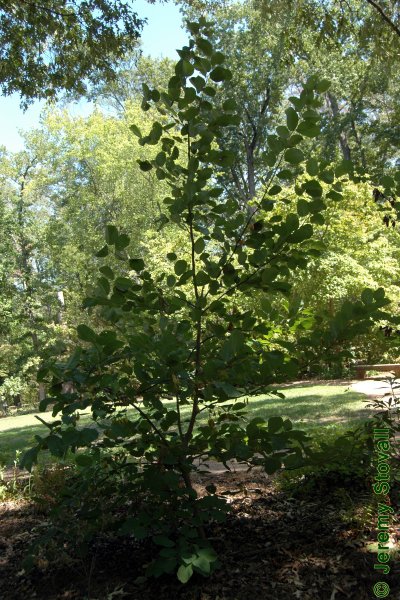 SFA Dendro - Styracaceae Halesia tetraptera - Carolina silverbell