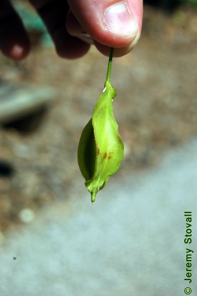 SFA Dendro - Styracaceae Halesia tetraptera - Carolina silverbell